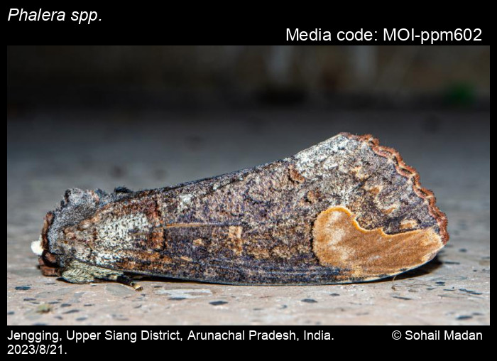 Phalera spp. | Moths